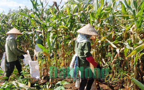 Nông dân Nam Dong tập trung thu hoạch hoa màu vụ thu đông