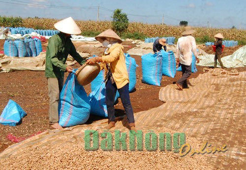 Nông dân Nam Dong tập trung thu hoạch hoa màu vụ thu đông