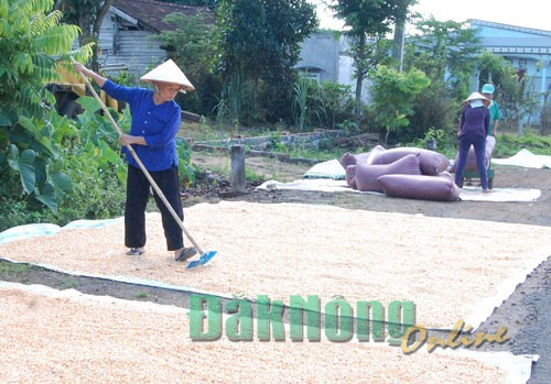 Nông dân Nam Dong tập trung thu hoạch hoa màu vụ thu đông
