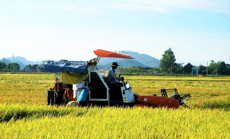 Trĩu hạt những mùa vàng