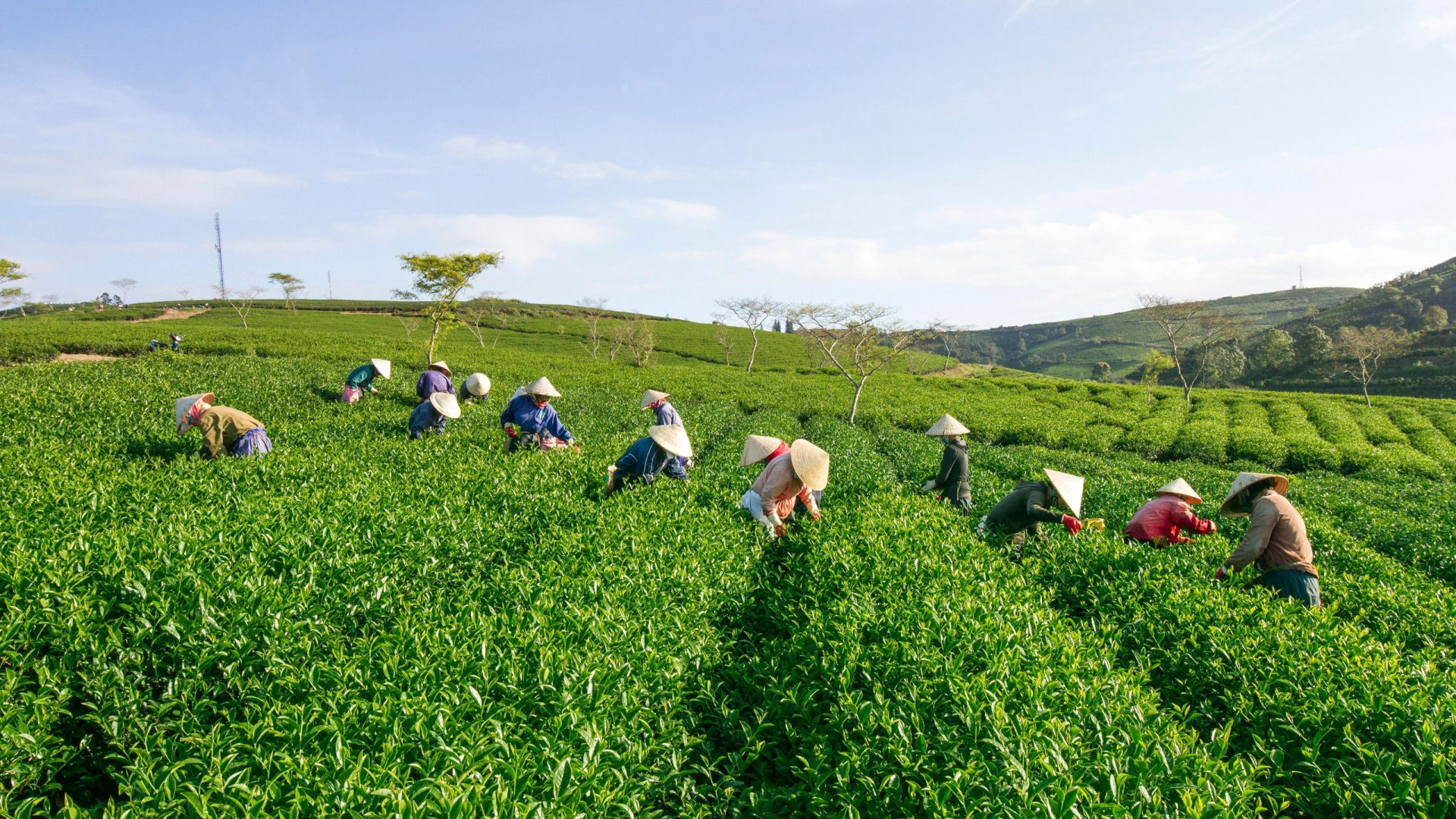 Lâm Đồng đã xuất khẩu hàng hóa qua 56 quốc gia và vùng lãnh thổ