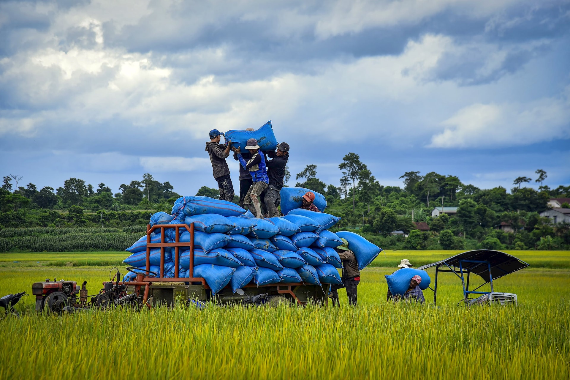 Lúa đặc sản trên cánh đồng Buôn Choáh