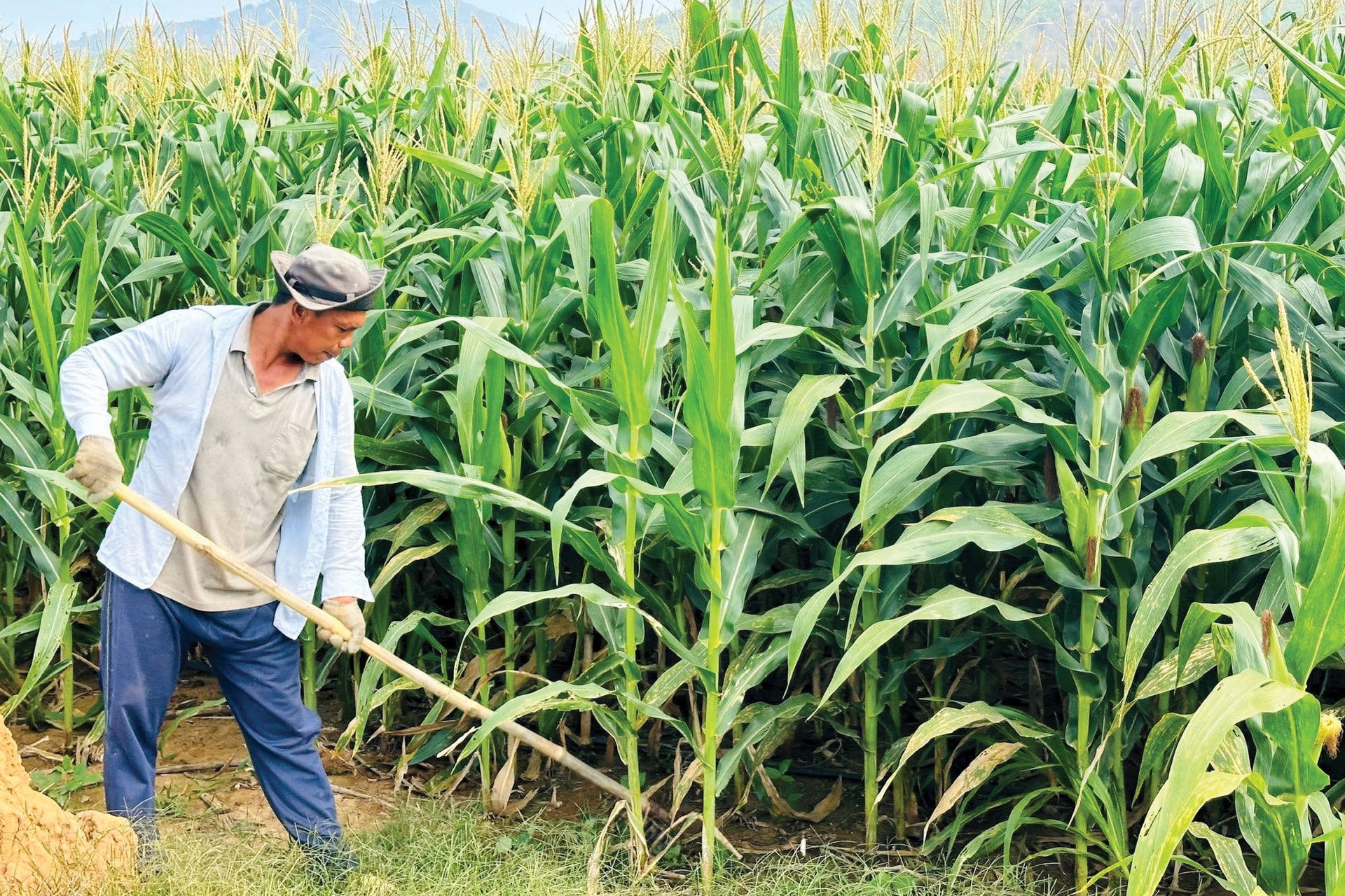 Song Luy considera el desarrollo económico como la tarea central