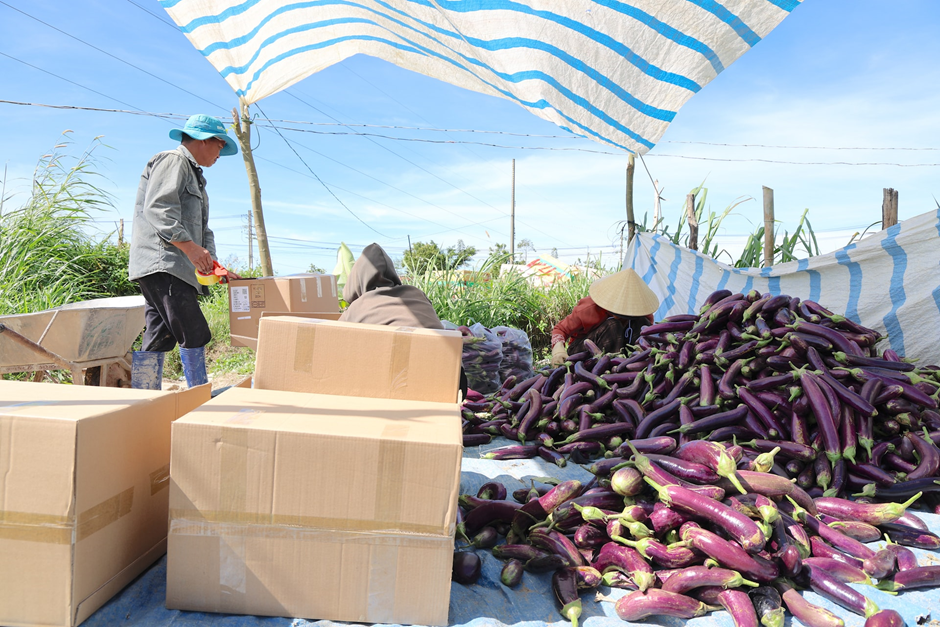 Lam Dong proactively ensures vegetable and flower supply for Lunar New...