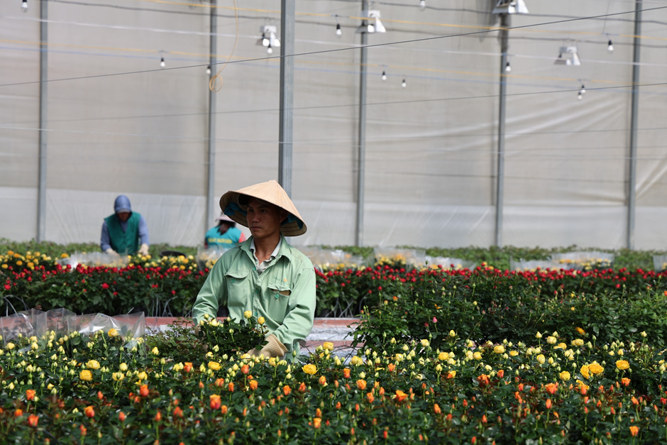 Lam Dong proactively ensures vegetable and flower supply for Lunar New...