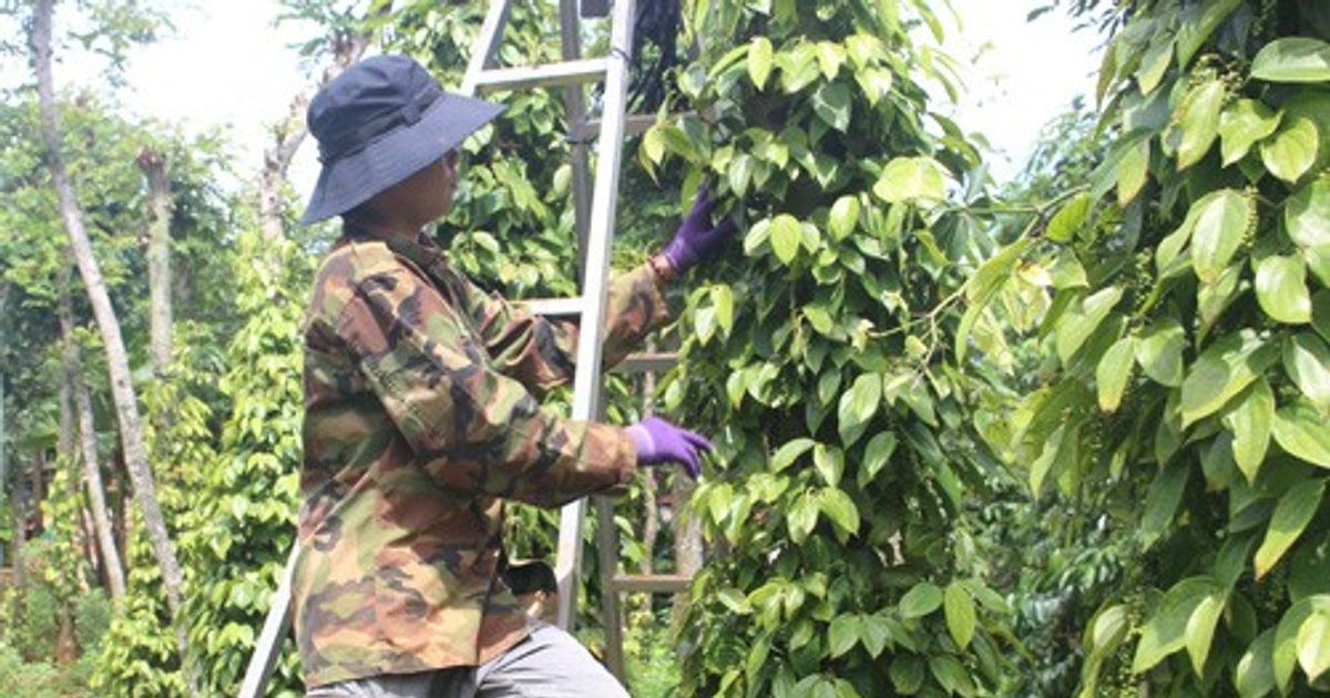 Thuận Hà tăm ăp ntil tơm, rong ăp ntil ndơ