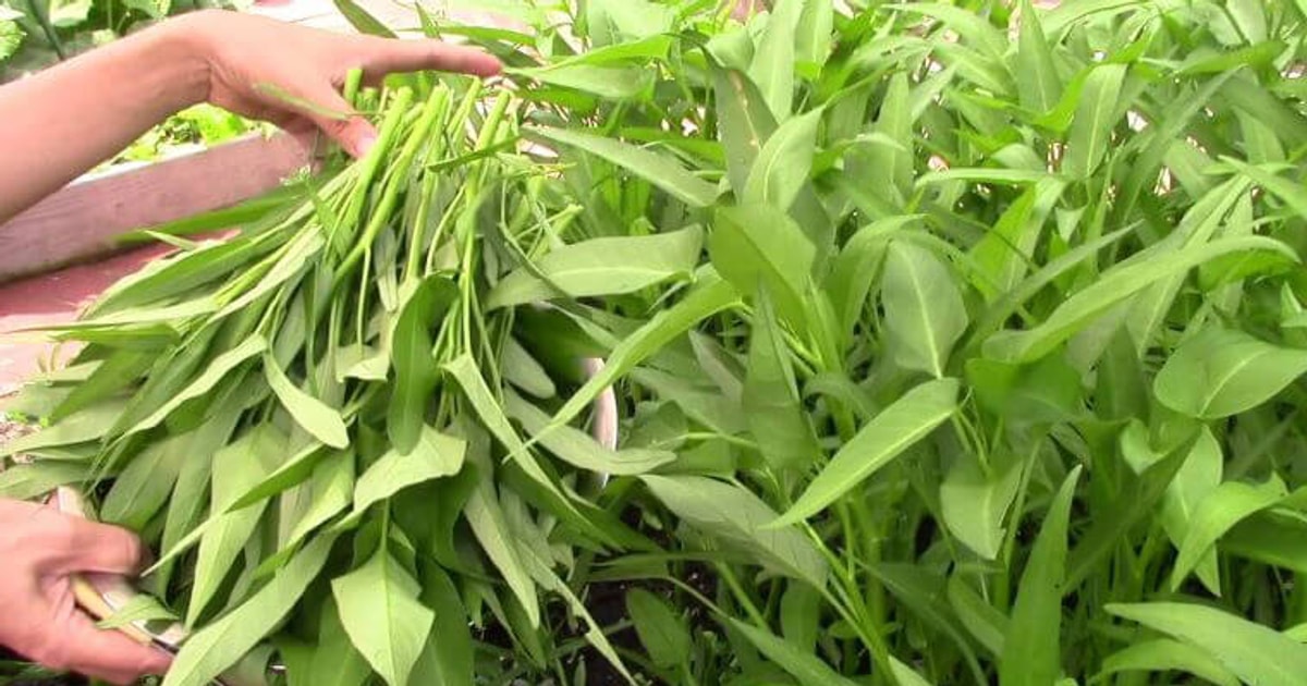 Mua rau ngoài không an toàn, học ngay cách trồng rau muống đơn giản tại...