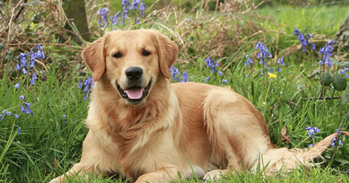 Tìm hiểu giống chó Golden: Nguồn gốc, đặc điểm, cách nuôi, bảng giá