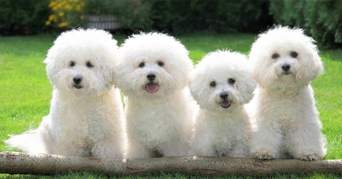 Top 10 giống chó nhỏ nhất thế giới, nhìn là chỉ muốn bế ngay