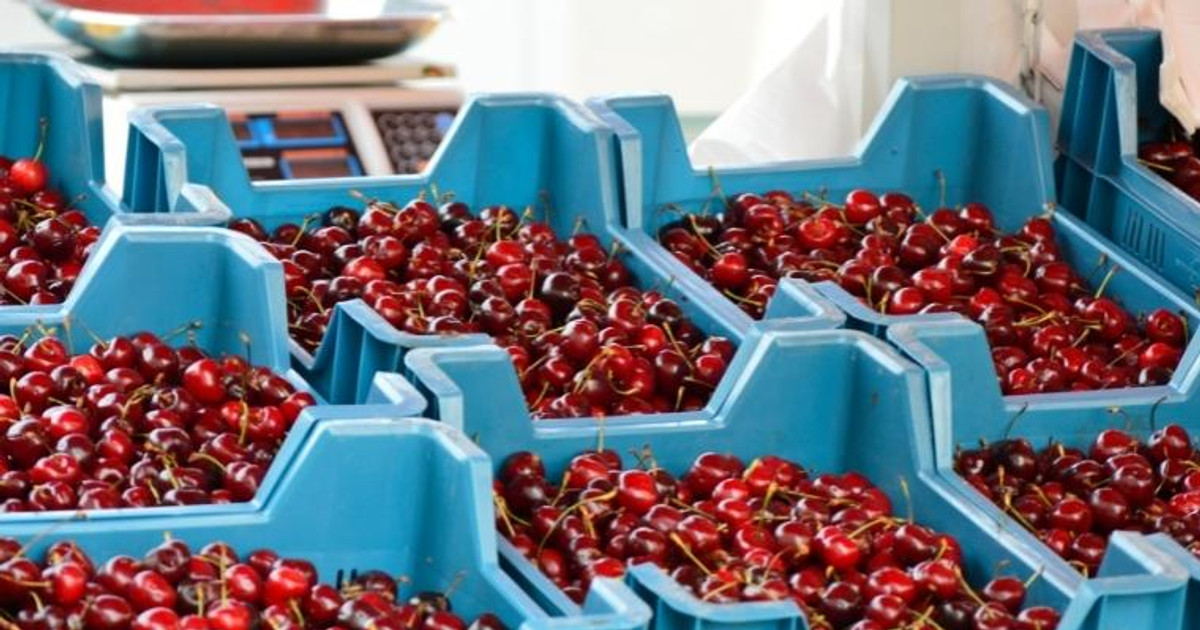 Cách phân biệt size Cherry - Cách chọn Cherry ngon theo size