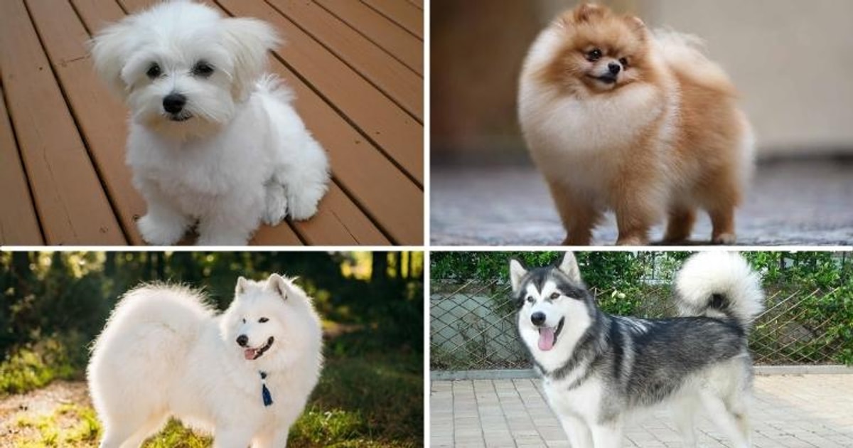 Top 13 chó lông xù đẹp, đáng yêu, dễ nuôi, được ưa chuộng nhất