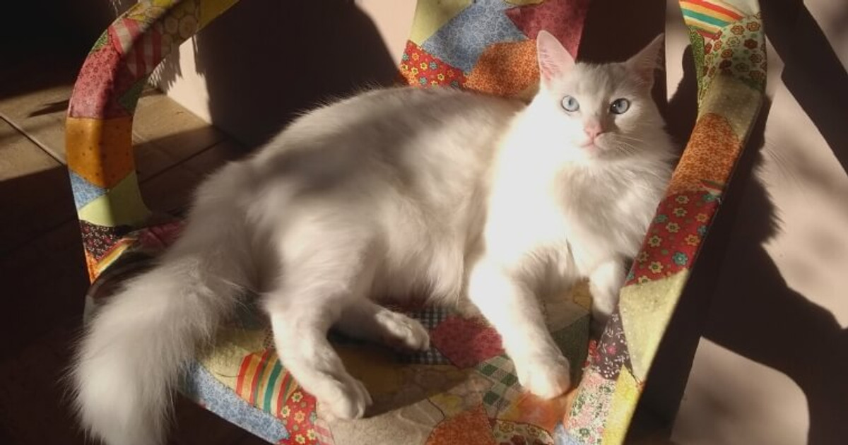 Tìm hiểu về nguồn gốc, đặc điểm mèo Angora Thổ Nhĩ Kỳ