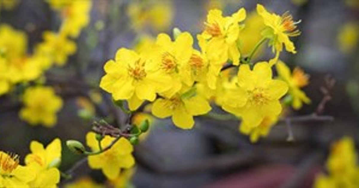 Hoa mai: Ý nghĩa, cách trồng và chăm sóc hoa mai