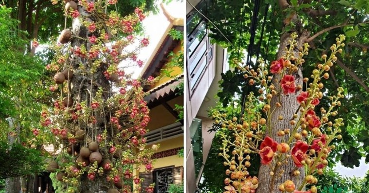 Cây sala: Ý nghĩa, hình ảnh, cách trồng, chăm sóc tại nhà