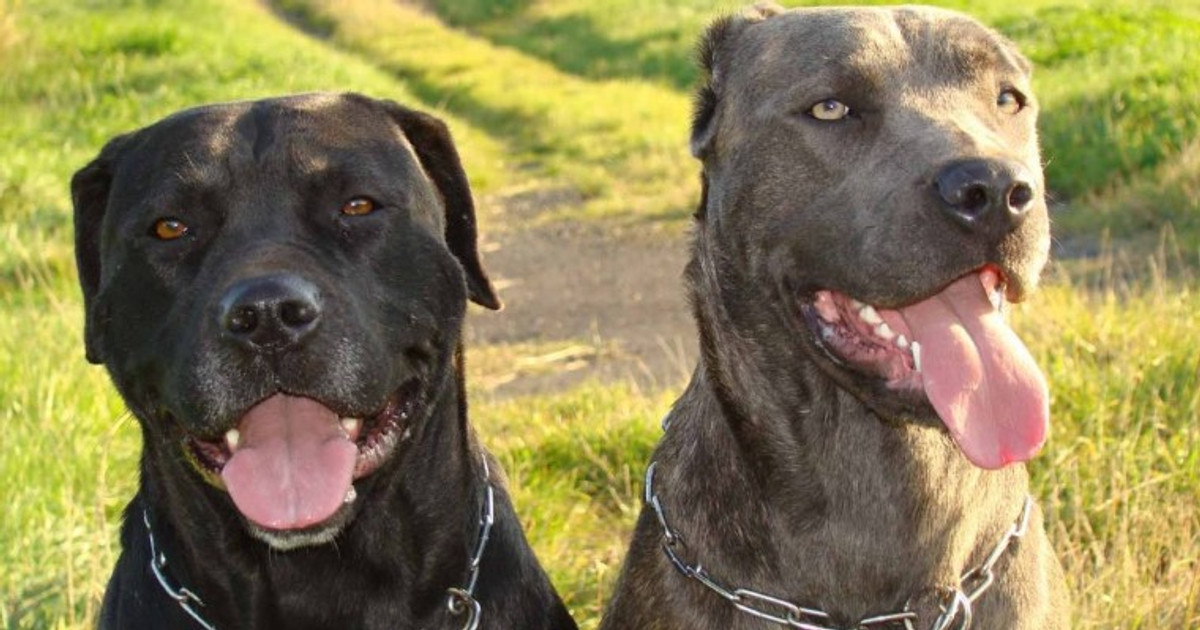 Chó Bandog có nguồn gốc từ đâu, giá bán, cách nuôi như thế nào?