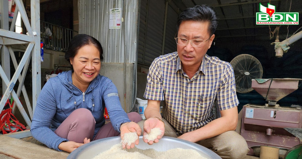 Người đưa giống lúa ngon nhất thế giới về trồng dưới chân núi lửa