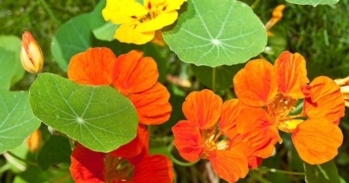 Cây sen cạn: Ý nghĩa, hình ảnh, cách trồng, chăm sóc tại nhà