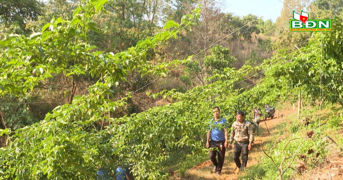 Đắk Nông phát triển chanh dây theo hướng bền vững