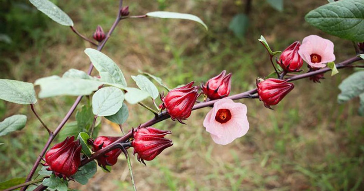 Red Atiso Flower | Best Flower Site