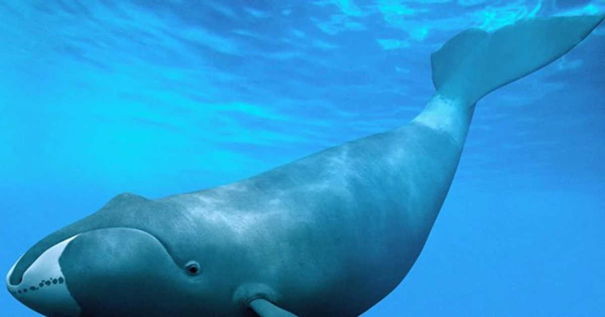 Cá voi đầu bò Bắc Đại Tây Dương đối mặt với nguy cơ tuyệt chủng