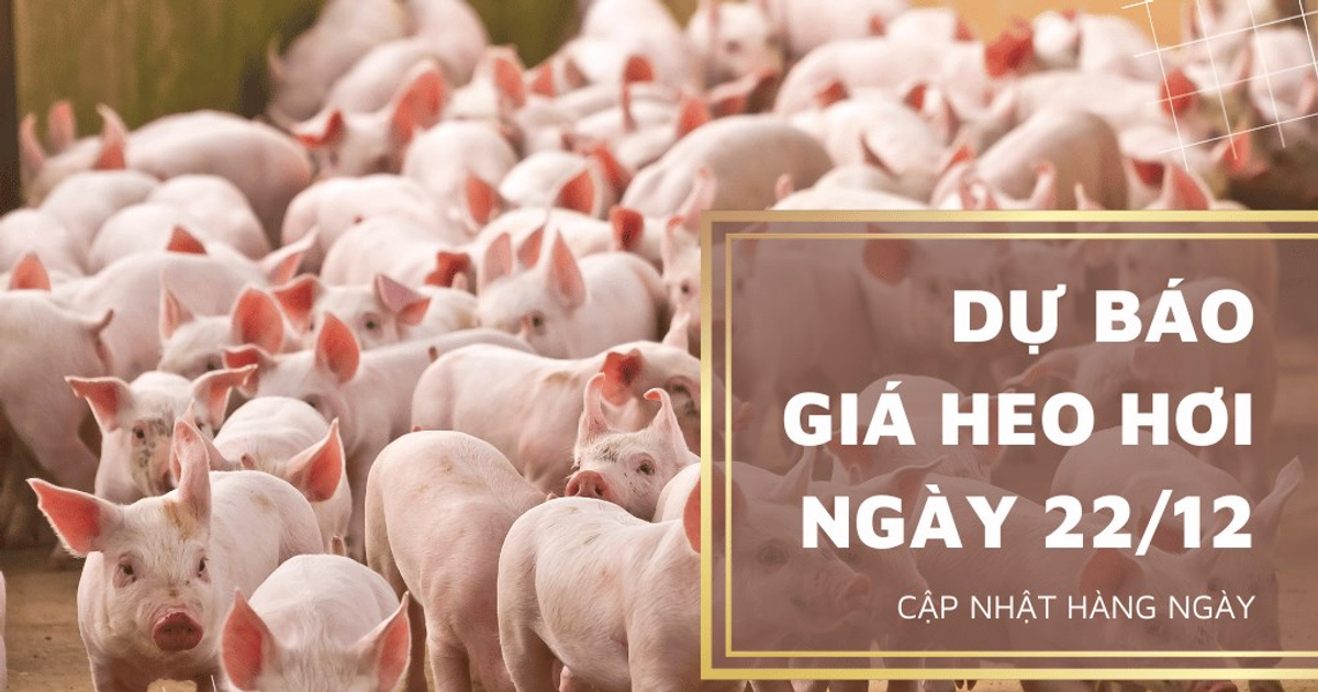 Dự báo giá heo hơi ngày 23/12: Duy trì tăng tại nhiều tỉnh, thành?