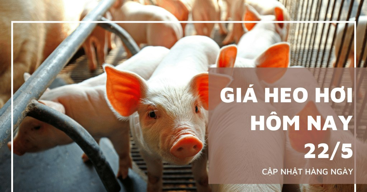 Giá heo hơi hôm nay 22/5 duy trì đà tăng ở cả ba miền