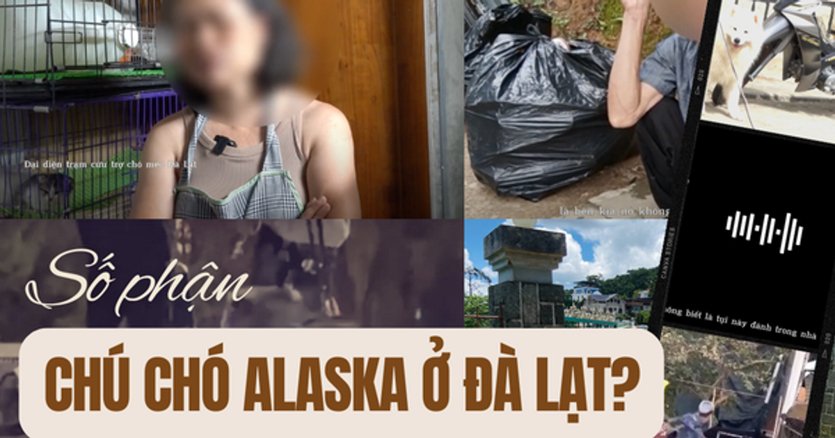 Diễn tiến mới vụ chú chó Alaska bị đánh đập ở Đà Lạt: Nhóm cứu hộ chi 75...