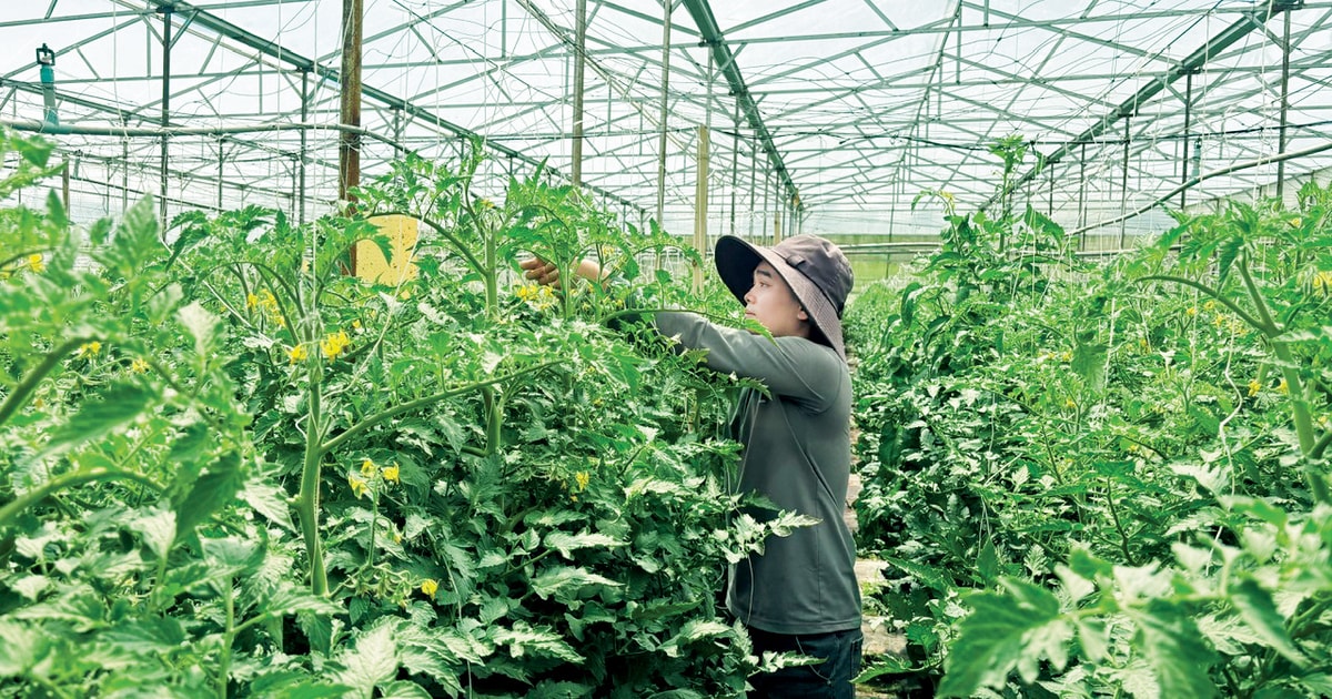 Khát vọng đưa la-ghim phố núi xuất khẩu