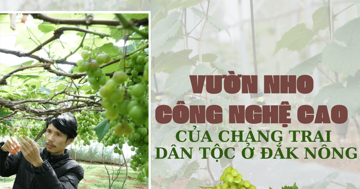 Vườn nho công nghệ cao của chàng trai dân tộc ở Đắk Nông