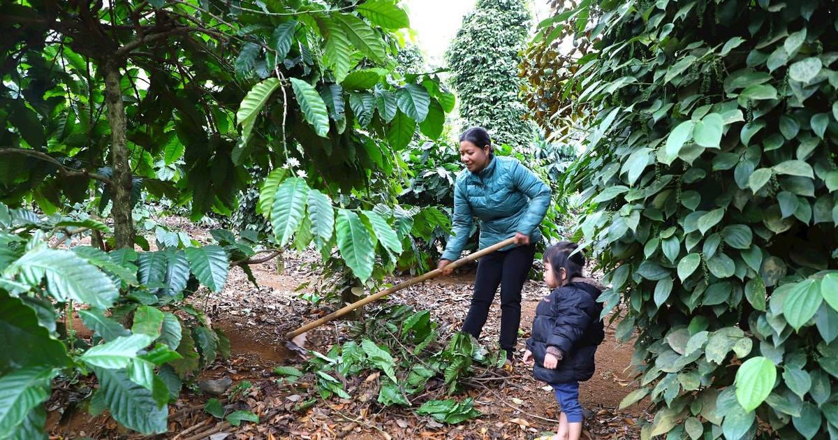 Hoàn cảnh đáng thương của 4 mẹ con côi cút trong căn nhà mục nát