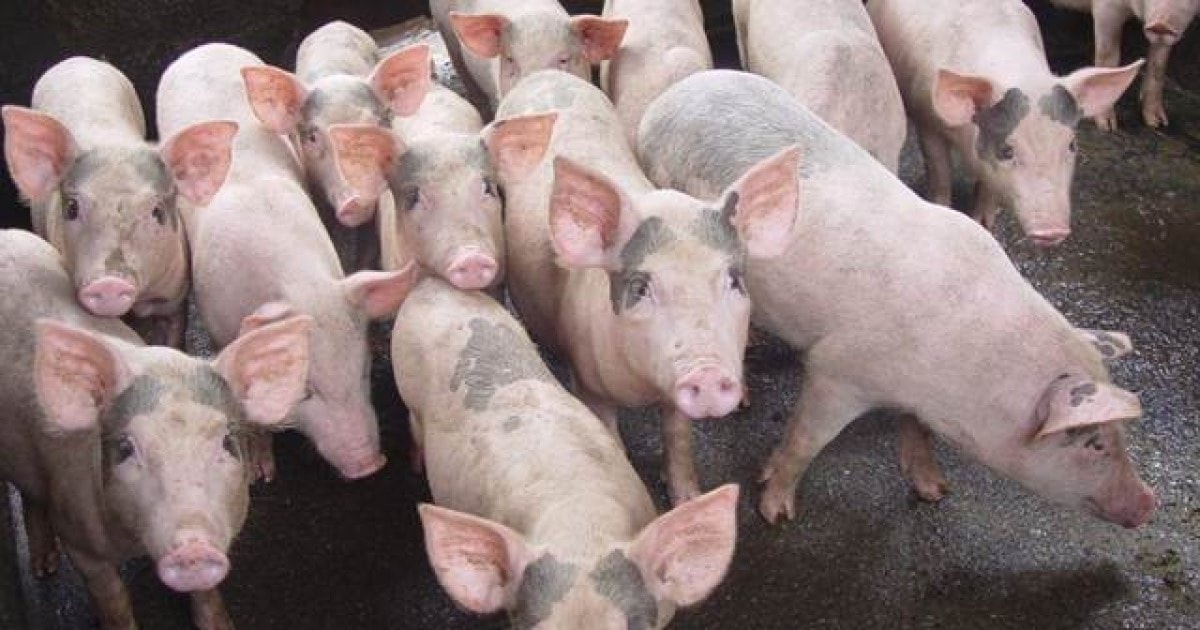Giá heo hơi hôm nay 5/7: Miền Nam duy trì mức cao nhất