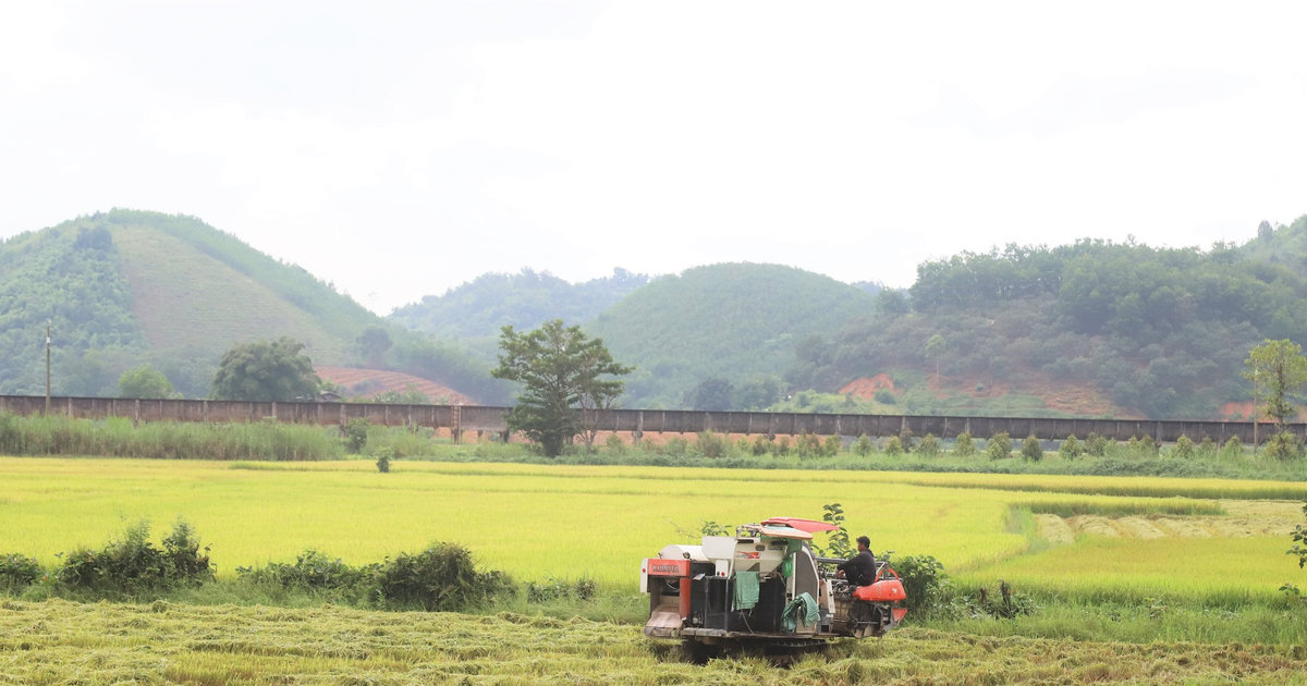 Lúa gạo Cát Tiên vụ Hè thu trúng mùa, được giá