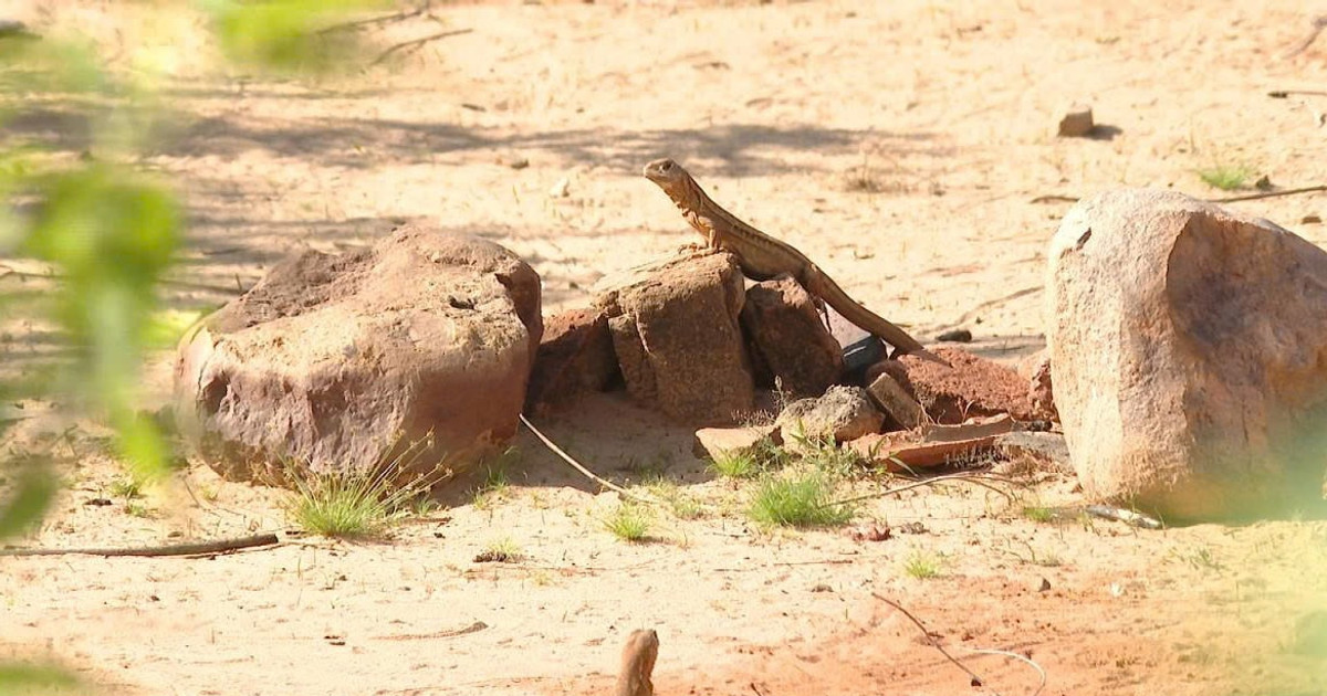 Khu Le Butterfly Lizards – A Delicacy Born from White Sands